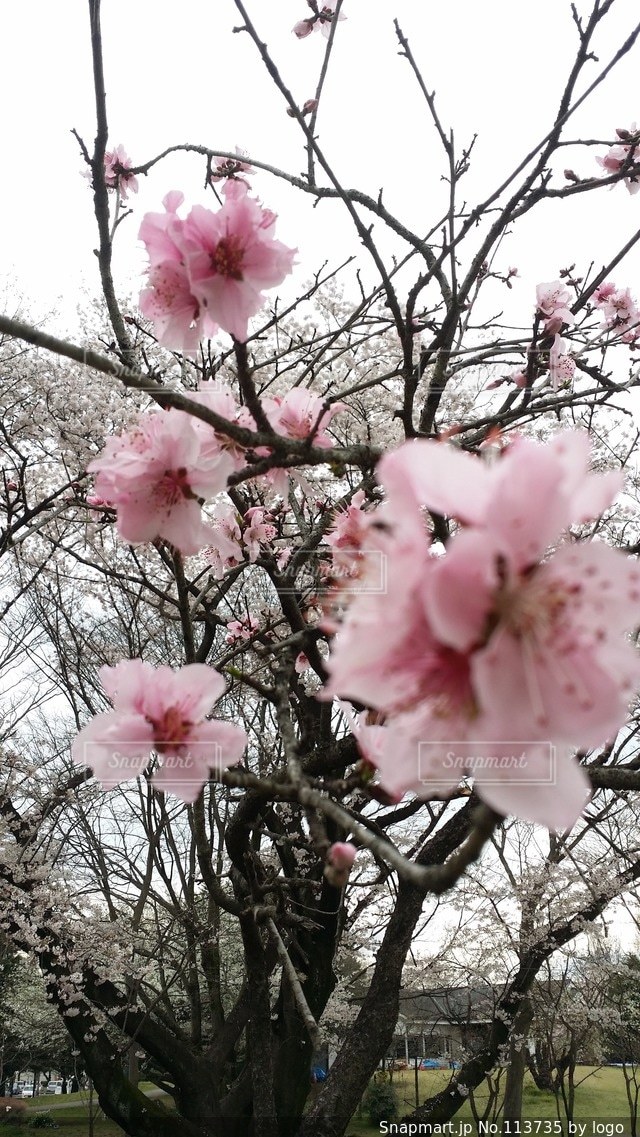 logoさんのポートフォリオ - Snapmart（スナップマート）